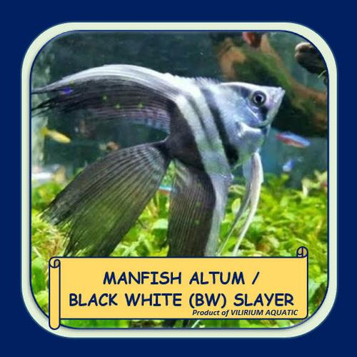 Jual IKAN HIAS AIR TAWAR - ANGELFISH/ MANFISH ALTUM BLACK WHITE (BW ...