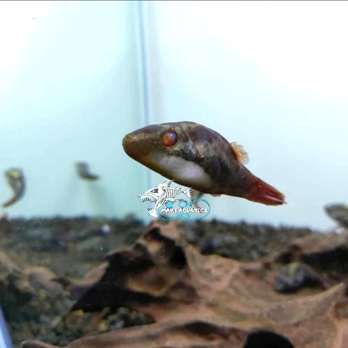 Jual IKAN HIAS CARINOTETRAODON IRUBESCO PUFFER RED EYE PUFFER - Jakarta ...