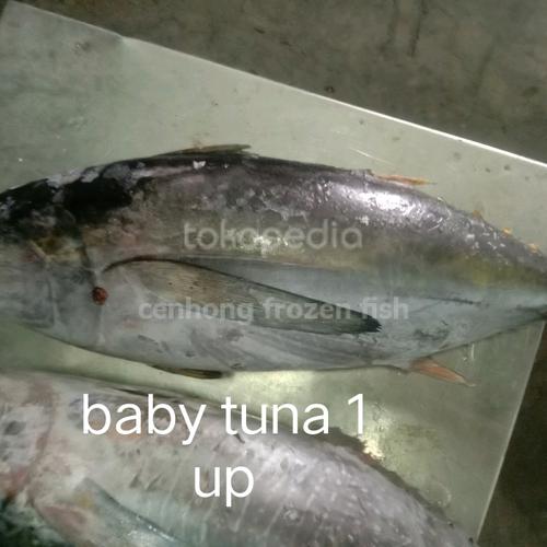 Jual ikan baby tuna utuh 1 kg up - Jakarta Utara - cenhong frozen fish ...