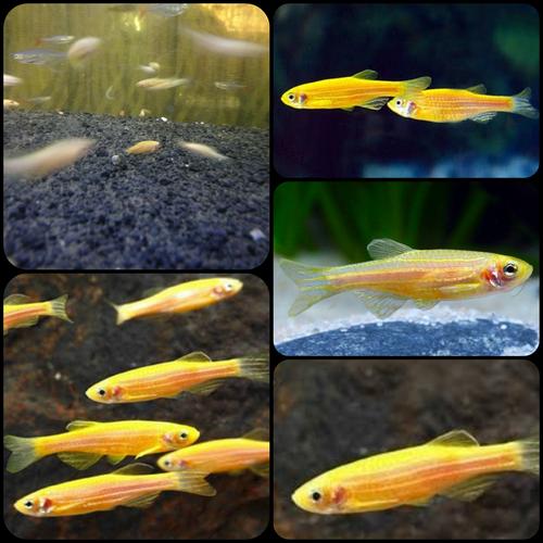 Jual ikan hias yellow danio zebra untuk aquarium dan aquascape - Kota ...