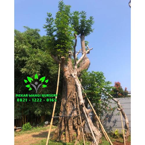 Jual Pohon Pule Fosil || Ready Sesuai Foto Di Atas - Kab. Bogor - CV ...