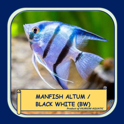 Jual IKAN HIAS AIR TAWAR - ANGELFISH / MANFISH ALTUM - L (±6cm ...