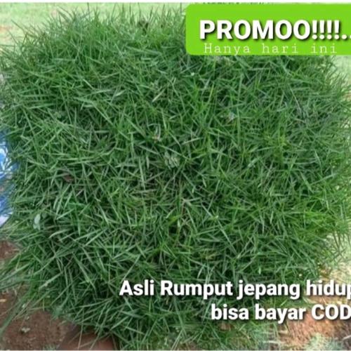 Jual Rumput jepang / peking ukuran 20 cm x 20 - Kab. Bogor - Assyfa ...