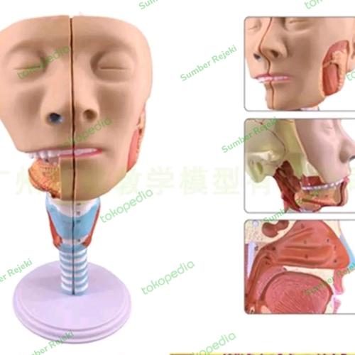 Jual Pharyngeal Muscle Model Larynx Anatomy Model Throat Model Mouth ...