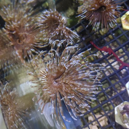Jual cacing koker cacing kelapa aquarium laut - Jakarta Selatan ...