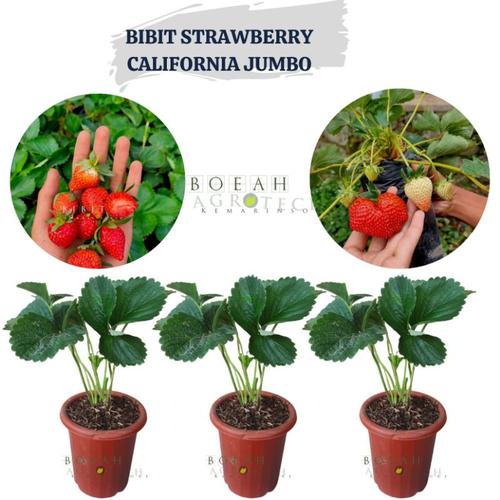 Promo Bibit Strawberry berbagai jenis california merlan mencir ...