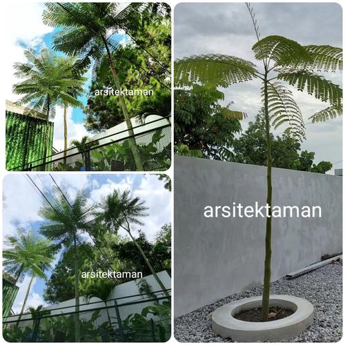 Jual pohon solodium 2 meter / pakis brazil - schizolobium Parahyba ...