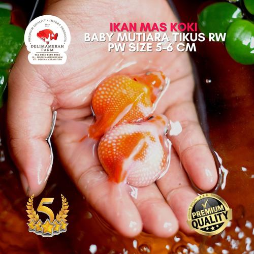 Jual IKAN MAS KOKI MUTIARA TIKUS RW PW SIZE BABY 5-6 CM BULAT ...
