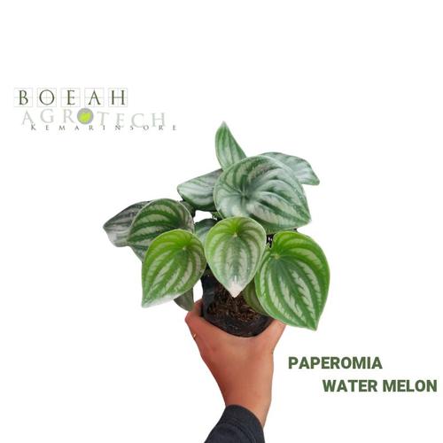Promo Bibit Tanaman Hias Bunga Calathea Watermelon Peperomia - Kota ...