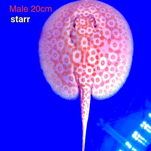 Jual RED LUCY X ALBINO STINGRAY MALE - Kota Bekasi - OBI FAITH AQUAPETS ...