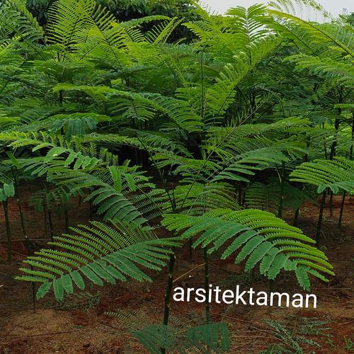 Promo pohon pakis brazil solodium 2 meter - schizolobium Parahyba ...