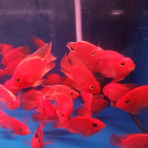 Jual Ikan Hong Sui / Red Parrot / Ikan Parrot Merah Premium - Kota ...