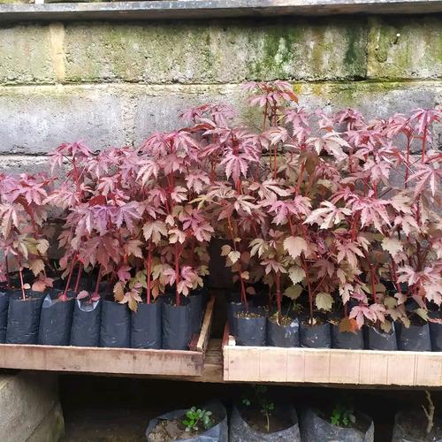 Jual bibit tanaman bahan bonsai red maple jepang - Kab. Kediri - Grosir ...