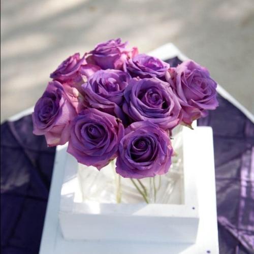 Jual bunga mawar segar / fresh rose berbagai warna |untuk rangkai ...