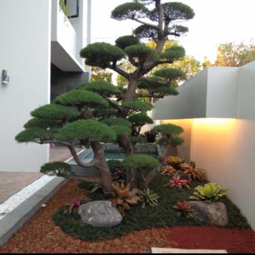 Jual bonsai Cemara udang - Kota Serang - landscapetamangarden | Tokopedia