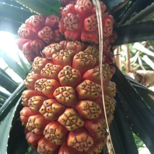 Jual Buah Pandan Laut Duri Buah Pandan Herbal /1 Tandan - Kota ...