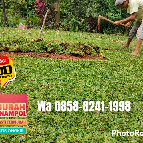 Jual Rumput gajah mini atau mini gajah - Kab. Bogor - PESONNA ALAM ...