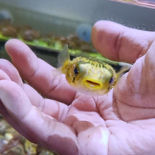 Jual ikan buntal duren lucu pufferfish aquarium laut - Jakarta Selatan ...