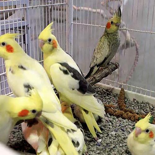 Jual BURUNG FALK AUSTRALIA / PARKIT AUSTRALIA / COCKTAIL / PARKIT ...