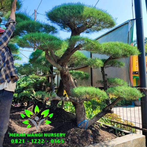 Jual Bonsai Cemara Udang Tinggi 2 meter || Pusat Pohon Bonsai - Kab ...
