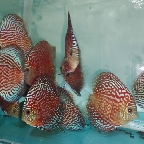 Jual ikan discus red mozaik leopard 1 inc - 1 cm - Kota Depok ...