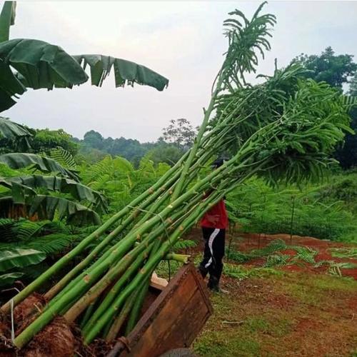 Jual pohon pakis brazil solobium 3 meter - Kab. Bogor - NAVIKA TAMAN ...