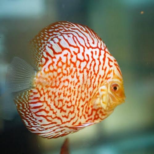 Jual ikan Discus Pigeon Tiger 1 inc - 1 cm - Kota Depok - DadangGuppy ...