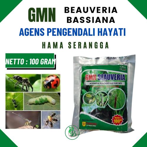 Jual Pupuk Hama Tanah Pada Kacang Tanah, Beauveria Obat Untuk Membasmi ...