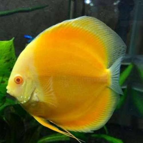Jual ikan discus Yellow lemon 1 inc - 1 cm - Kota Depok - DadangGuppy ...