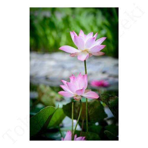 Jual Poster Patung Bunga Teratai Buddha Paper Canvas Lukisan Lotus ...
