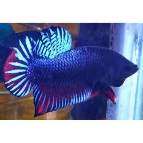Jual Cupang Bagan Aduan - Ikan Hias Cupang Bagan - Kota Tangerang ...