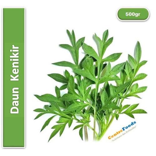 Jual Daun Kenikir - Daun Ulam Raja Fresh | 500gr [ Harga Per 0,5 Kg ...