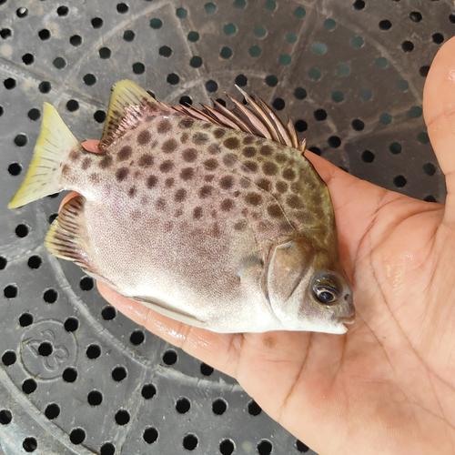 Jual Ketang-Ketang/Green Scat/size jumbo 3-4jari - Jakarta Timur - Toko ...