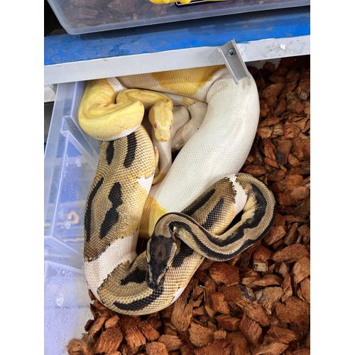 Jual ball python indukan / ball phyton indukan - Kab. Tangerang ...