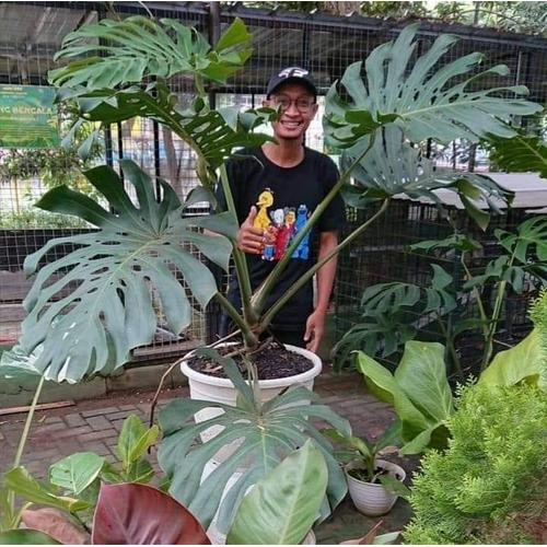 Jual Tanaman hias premium black cardinal varigata,anthurium cobra jumbo ...