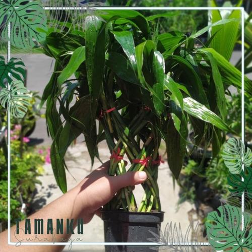 Jual Bambu hoki bambu Rejeki pohon keberuntungan bambu hoky kelabang ...