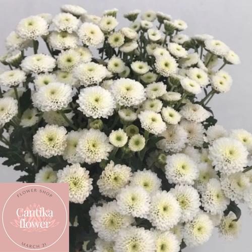 Jual Bunga Calimero Isi 10 Tangkai Asli Segar - Jakarta Barat - Cantika ...