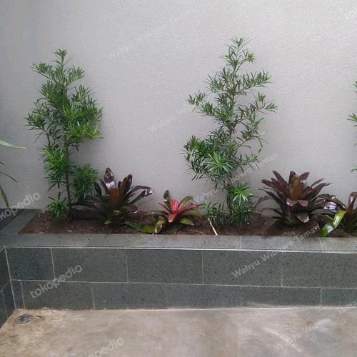 Jual pohon lohansung/lo Han Sung/ bonsai lohangsung. T 1,5meter, D 8cm ...