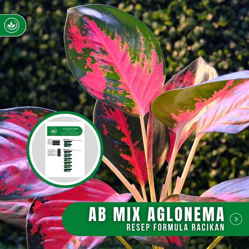 Jual Resep AB Mix Aglonema Formula Racikan Nutrisi Tanaman Hias ...
