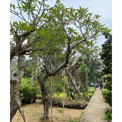 Jual Pohon Kamboja Fosil PH 6 - Jakarta Barat - little Bali landscape ...