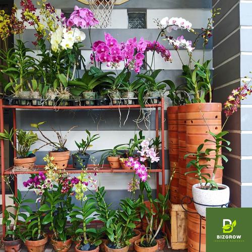 Jual Tanaman Anggrek Dendrobium Jumbo, Bunga Asli, Fresh Orchid Plant ...