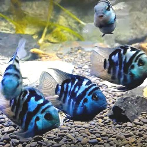 Jual Ikan Blue Pollar convict blue polar hias Aquascape dan tankmate ...