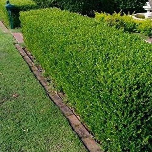 Jual Tanaman Teh Tehan / Teh Pagar / Acalypha Siamensis / Teh Tehan ...