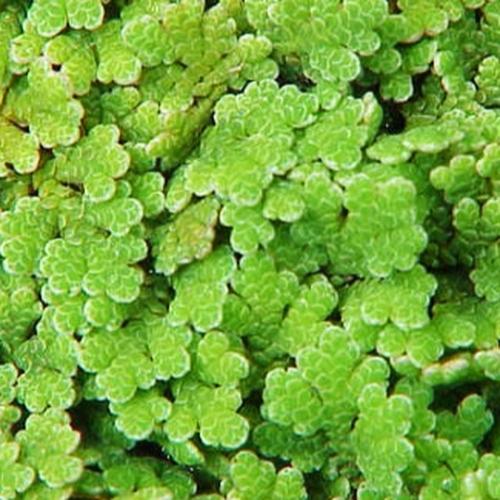 Jual Azolla Pinnata - Tanaman Aquatic - Kab. Malang - Dit Farm | Tokopedia