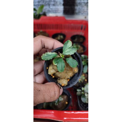 Jual Bucephalandra Variegata "green on green" Tanaman Aquascape - Kab ...