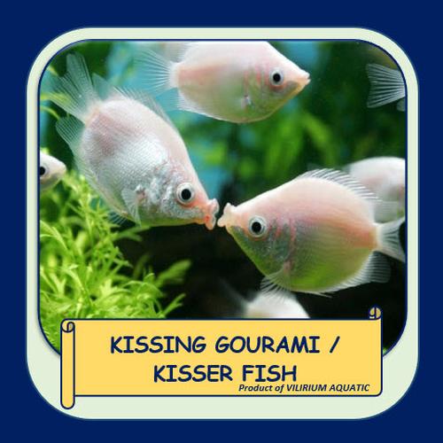 Jual IKAN HIAS AIR TAWAR - KISSING GOURAMI aka KISSING FISH - ±4cm ...
