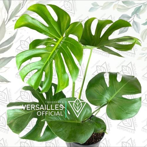 Jual Monstera Deliciosa King Tanaman Hias Asli Bunga Sultan Outdor ...
