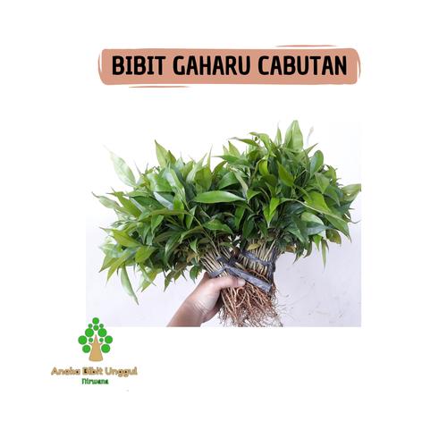 Jual BIBIT POHON GAHARU CABUTAN TANAMAN GAHARU Aquilaria malaccensis ...