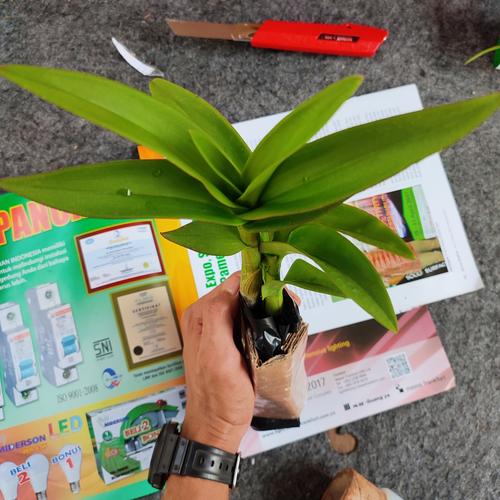 Jual bibit tanaman anggrek dendrobium - Kab. Bogor - beautiful plant ...
