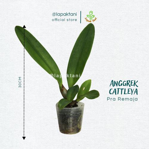 Jual Anggrek Cattleya pra remaja hybrid taiwan bunga besar murah - C ...